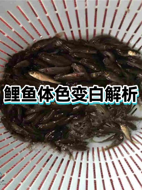 肚子鳞片变白的正确处理方法截图