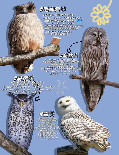 上古卷轴5熊蝴蝶猫头鹰