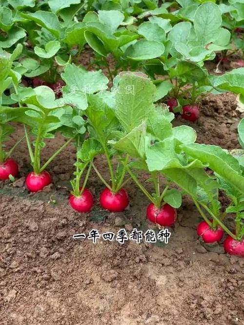 樱桃萝卜种植大忌截图