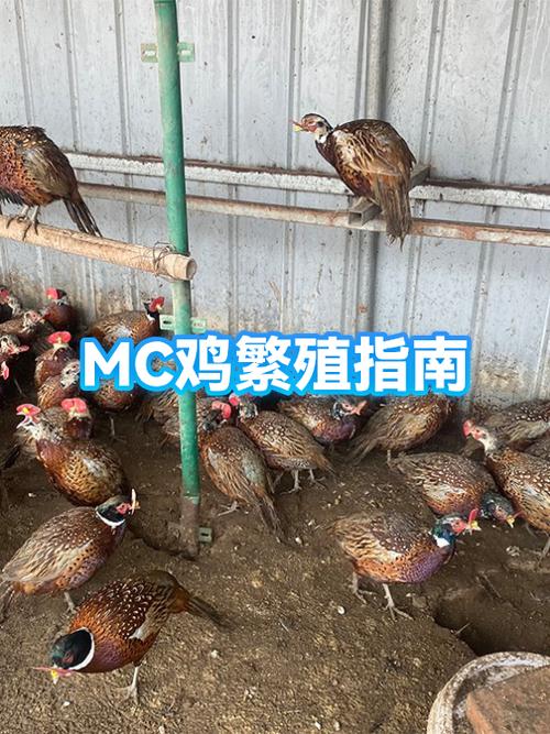 我的世界鸡繁殖方法截图