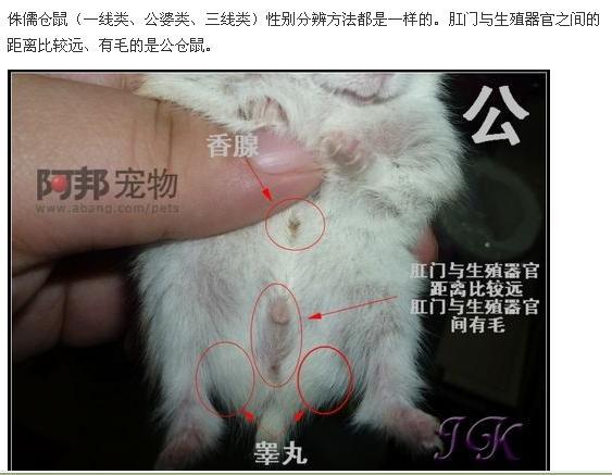 仓鼠的繁殖方法图标