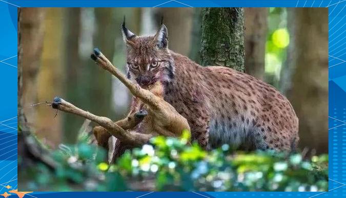 猞猁与狼谁更厉害图标
