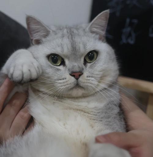 猫咪公寓兑换码2024图标