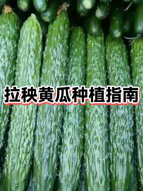 种黄瓜的方法和技术