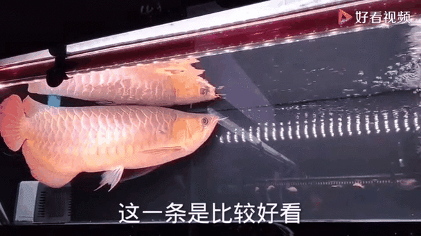 红龙鱼大概多少钱一条截图