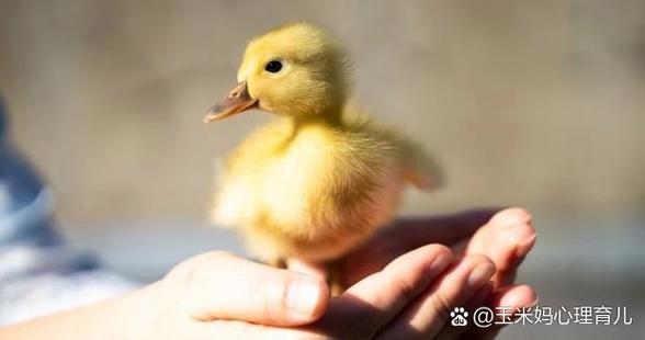 鸭子能养出感情吗图标
