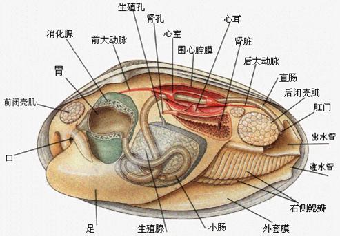 贝壳的读音图标