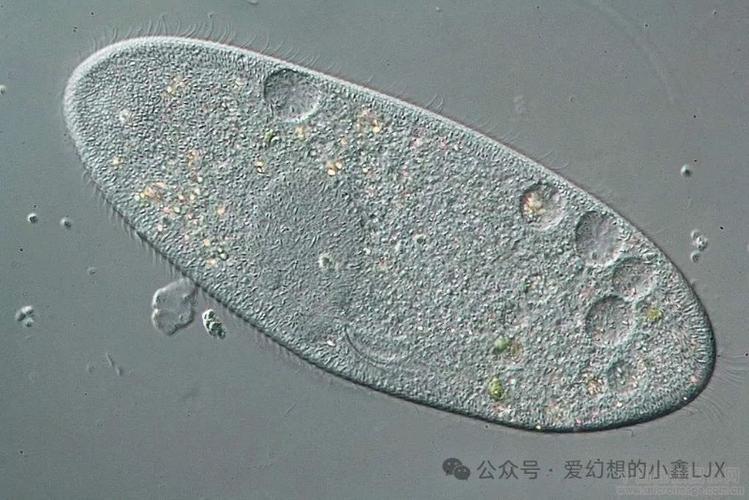 草履虫对人体的害处图标