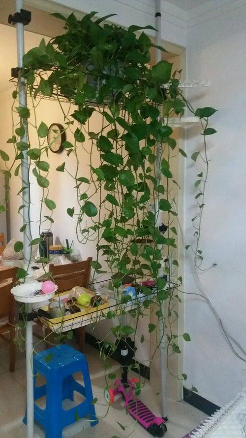 绿萝布置图片大全图标