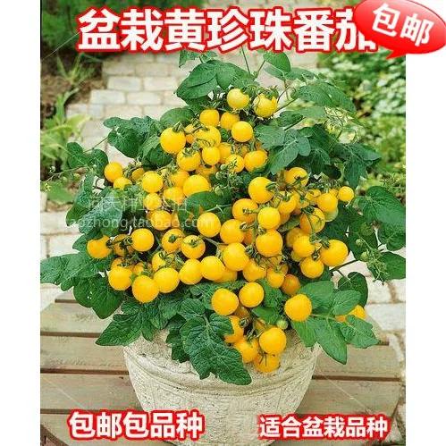 西红柿一年四季都有吗图标