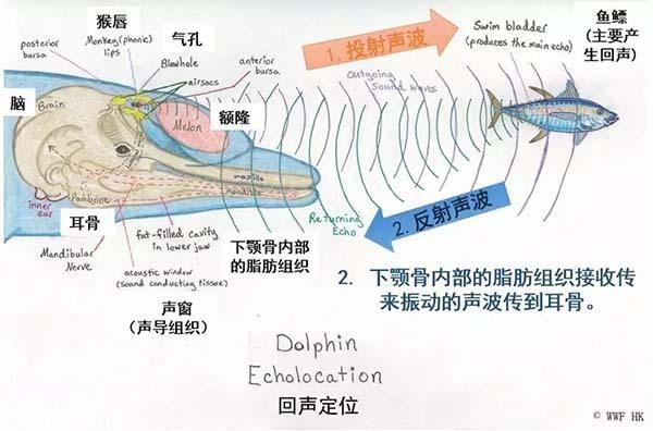 回声定位的公式截图