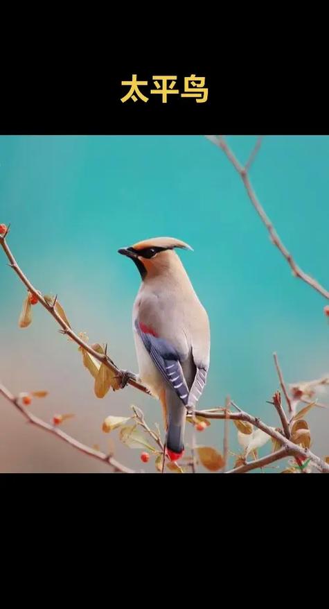 抖音引流bird广图标