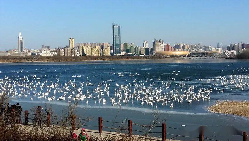 直播天鹅城图标