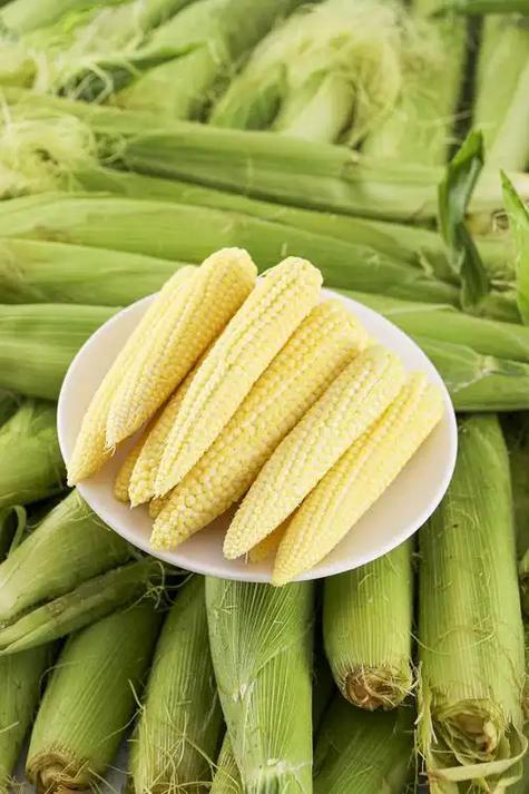 玉米笋为何叫断阳草截图