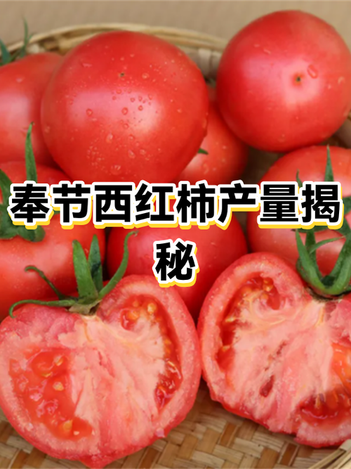 番茄什么数据最重要截图