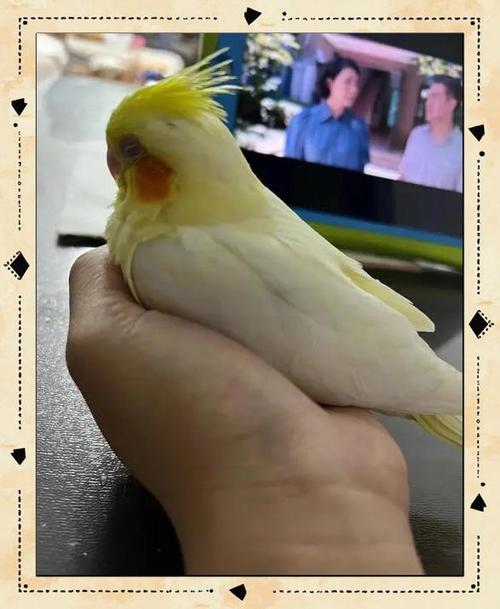 鹦鹉叫声变嘶哑怎么回事图标