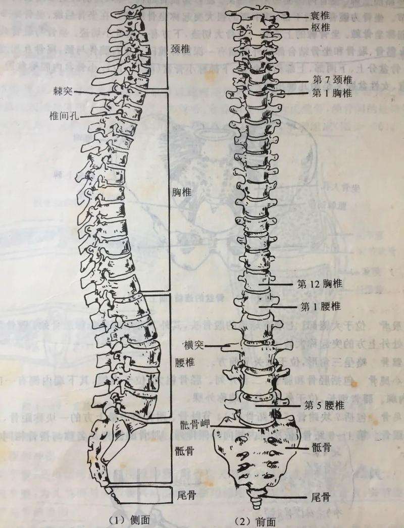 枷锁脊椎骨一周目几个图标