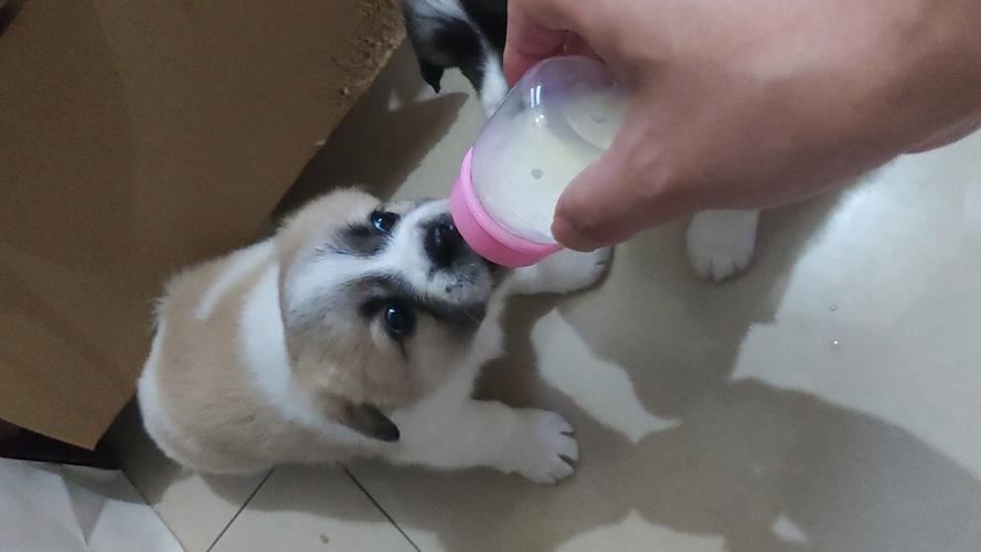 小狗崽吃奶图标