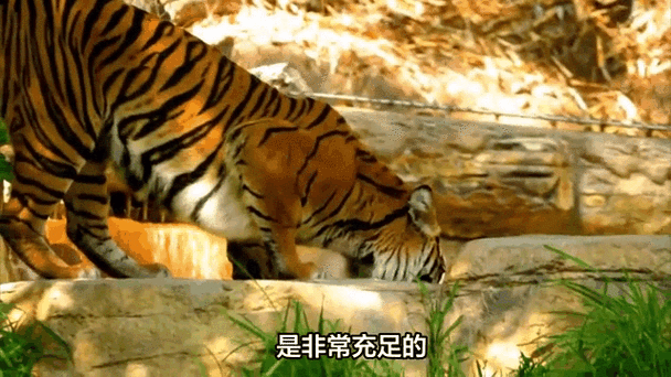 骨瘦如柴的老虎图片图标