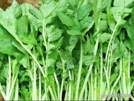萝卜樱子白菜帮子