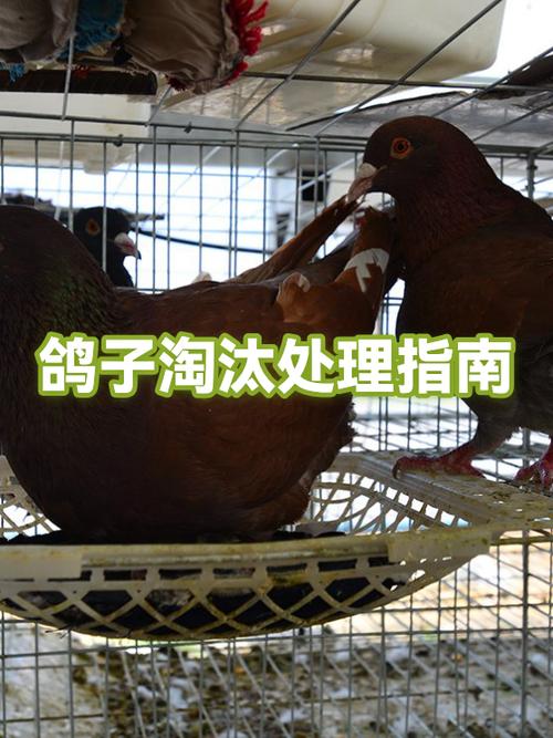 淘汰鸽的八大绝招图标