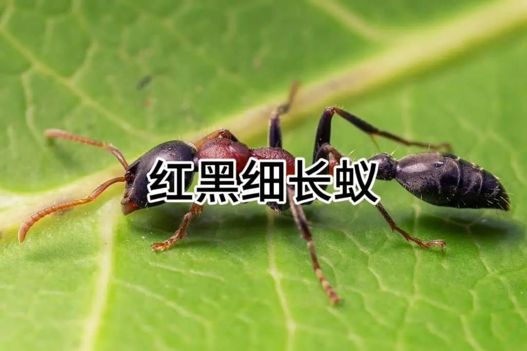 中国一共有多少只蚂蚁图标