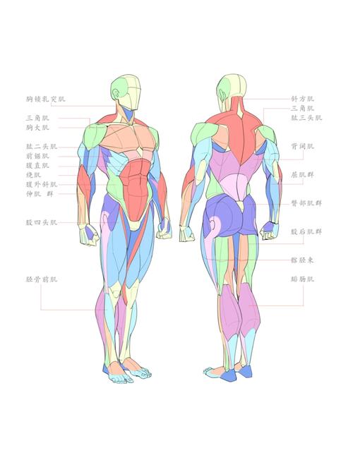 posey是身体哪个部位图标