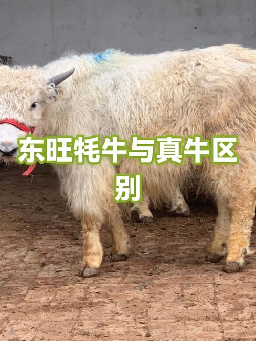 耗牛怎么读和牦牛截图
