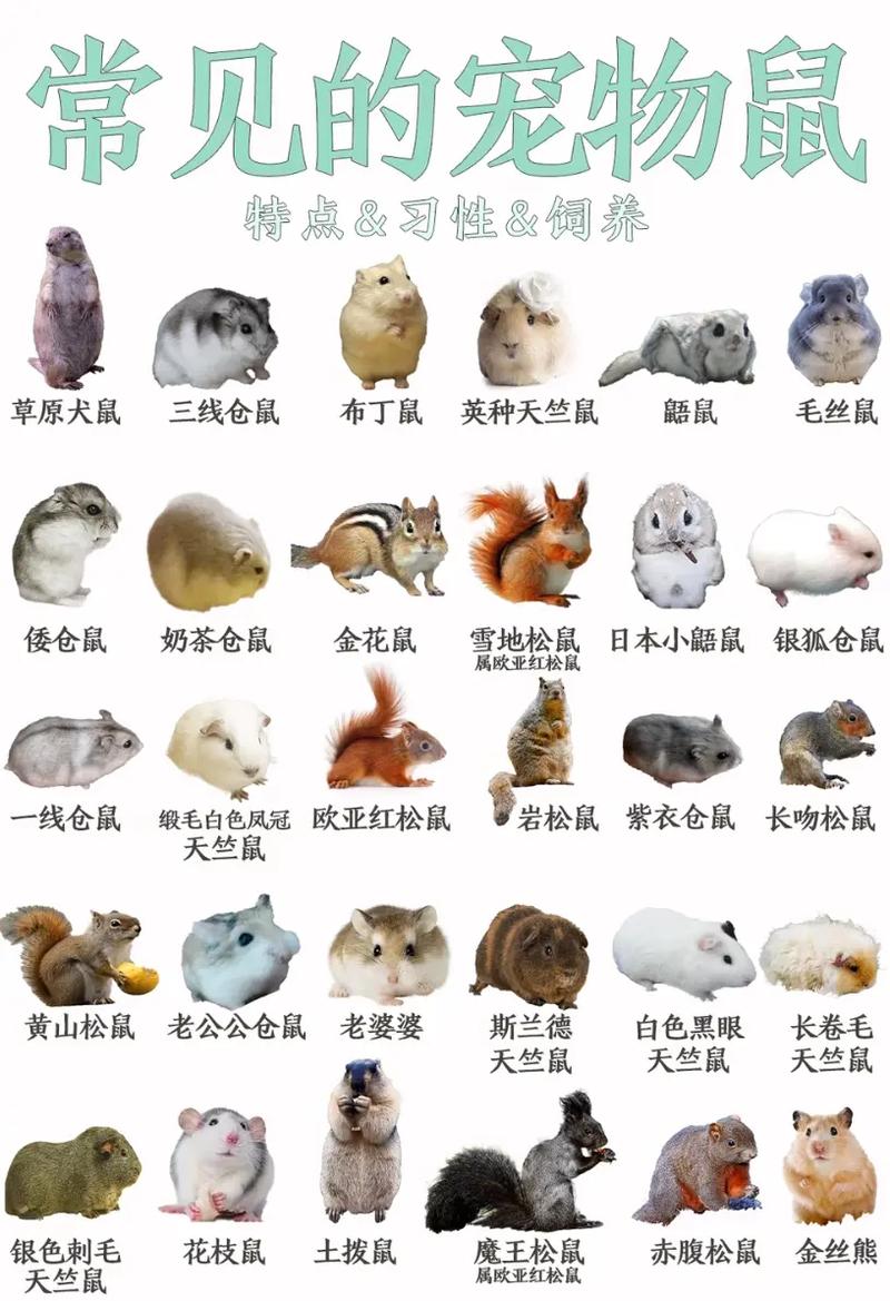 松鼠症仓库更新列表4图标