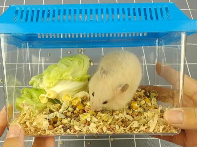 为什么母仓鼠老是刨笼子图标