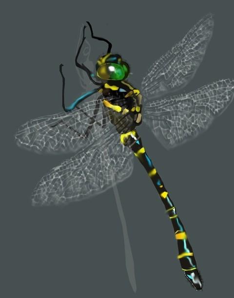 蜻蜓十字线图标