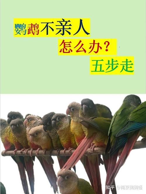 鹦鹉怎么养亲近人图标