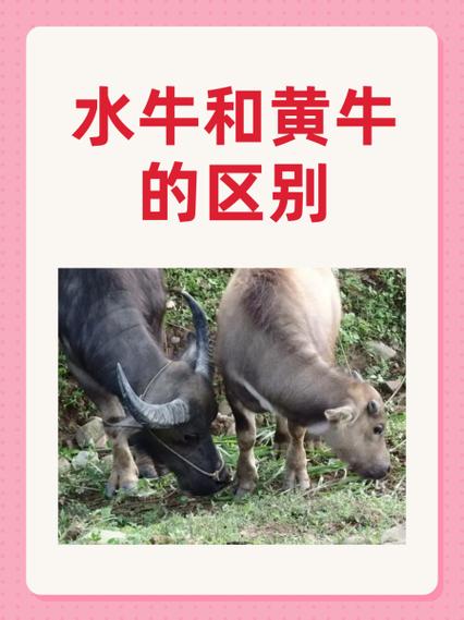 奶牛属于黄牛还是水牛图标