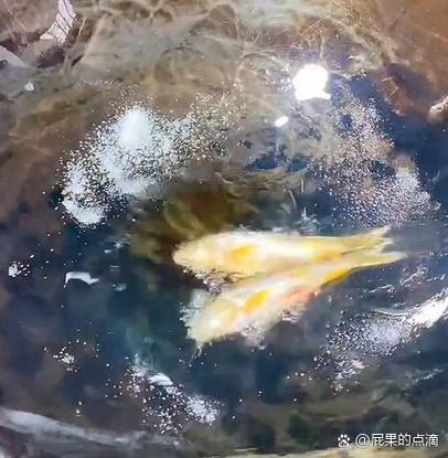 融小鱼打不开了