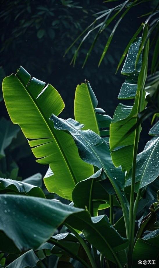 家里栽芭蕉树好不好图标