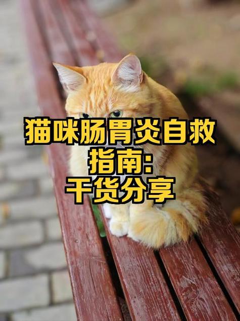 猫拉肚子怎么回事图标