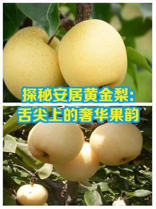 为什么梨表面有点图标
