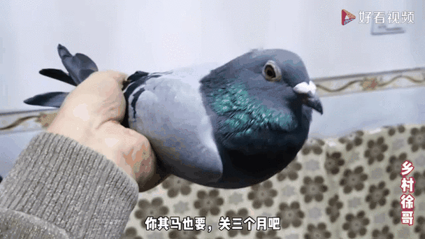 鸽子为什么转着圈飞截图