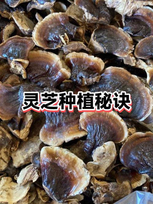 灵芝种植方法及需要注意的问题图标