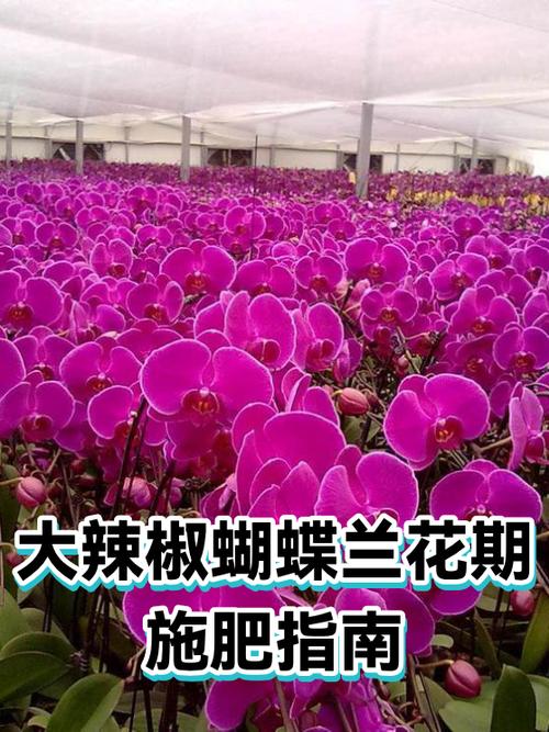 蝴蝶兰一年开几次花图标