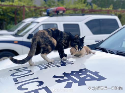 猫丢了调监控找警察可以么图标