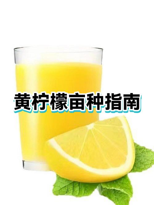 一亩柠檬可以赚多少钱截图