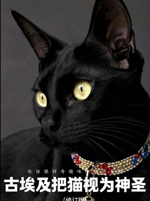 黑埃及猫截图