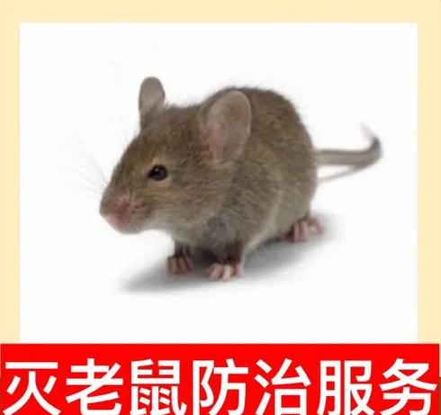 卫生间管道有老鼠怎么办图标