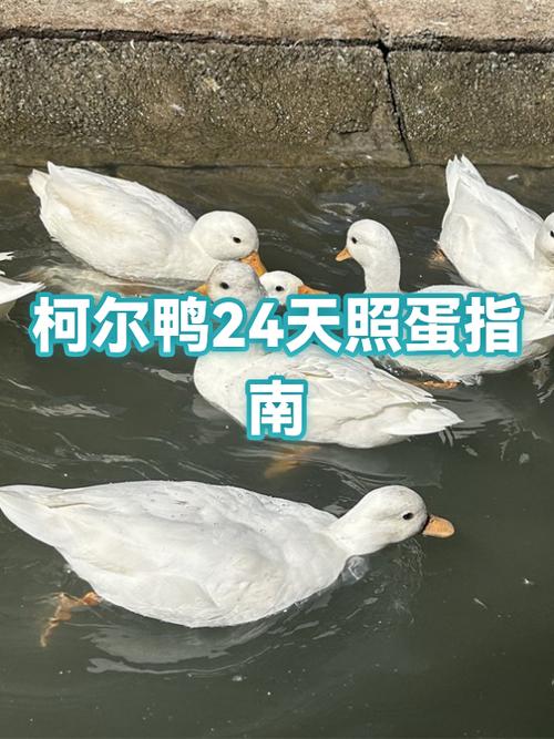 柯尔鸭的特点和特征缩略图