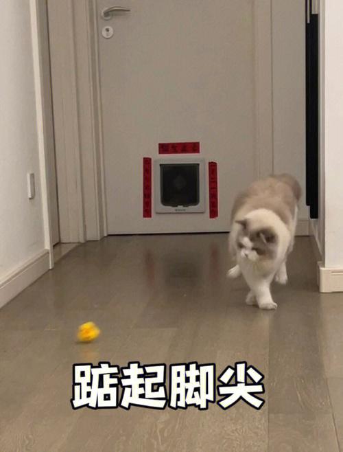 猫步的正确走法视频图标