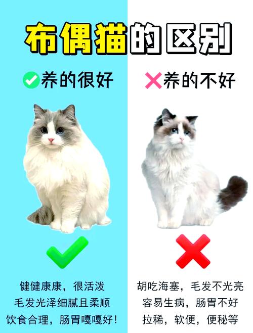 猫不舒服的10大表现