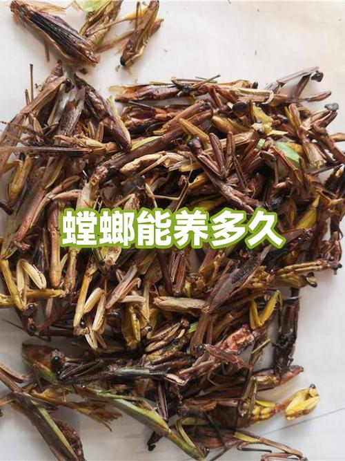 螳螂1-32集全集免费看截图