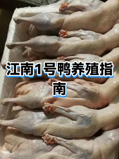 养1000只鸭利润是多少图标