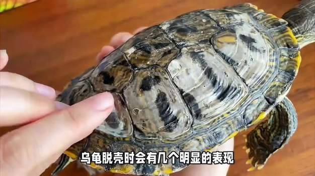 乌龟脱壳的征兆缩略图